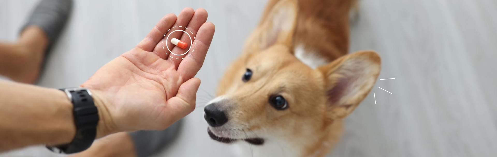 ¿Qué te dicen las heces de tu perro? - Blog Petco Chile