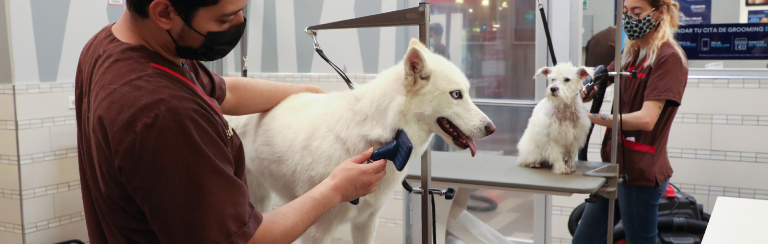 Un buen grooming puede hacer la diferencia - Blog Petco Chile